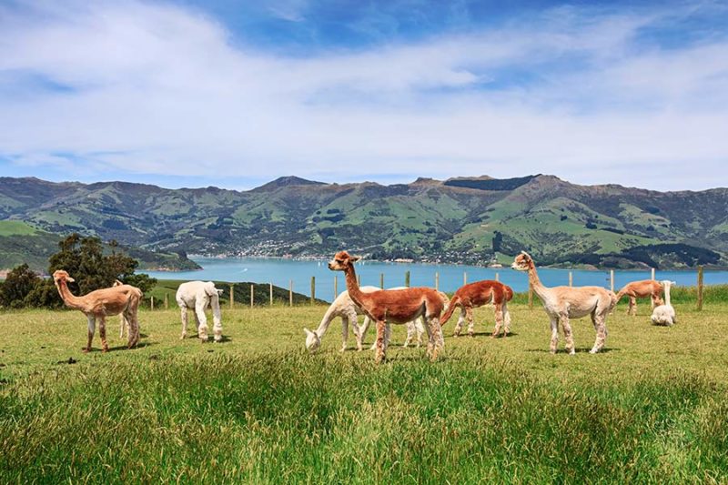 Environmental Impact of Camelids - RMLA - Rocky Mountain Llama and ...