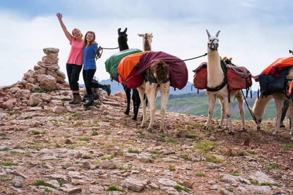 About Packing with Llamas - RMLA - Rocky Mountain Llama and Alpaca ...