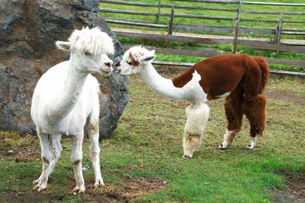 Angular Limb Deformity in Llamas and Alpacas - RMLA - Rocky Mountain ...