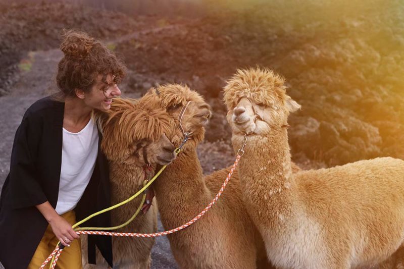 Basics of Behavior and Handling of Llamas and Alpacas - RMLA - Rocky ...