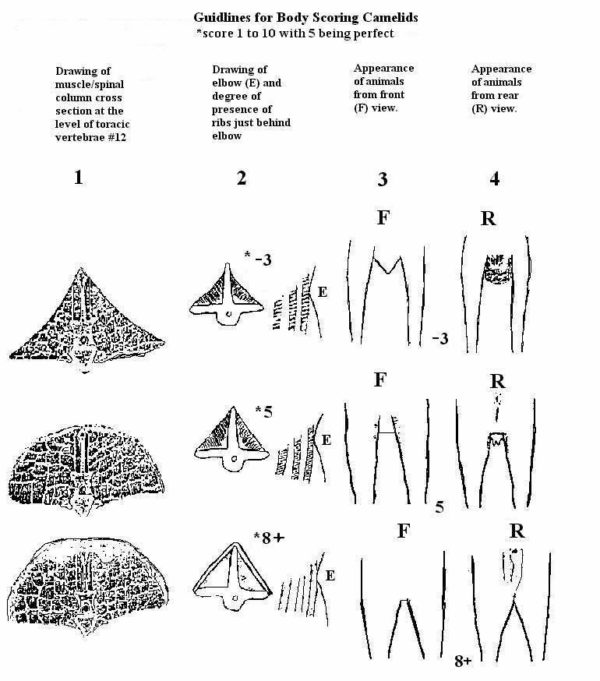 Guidelines for Body Scoring Llamas - RMLA - Rocky Mountain Llama and ...