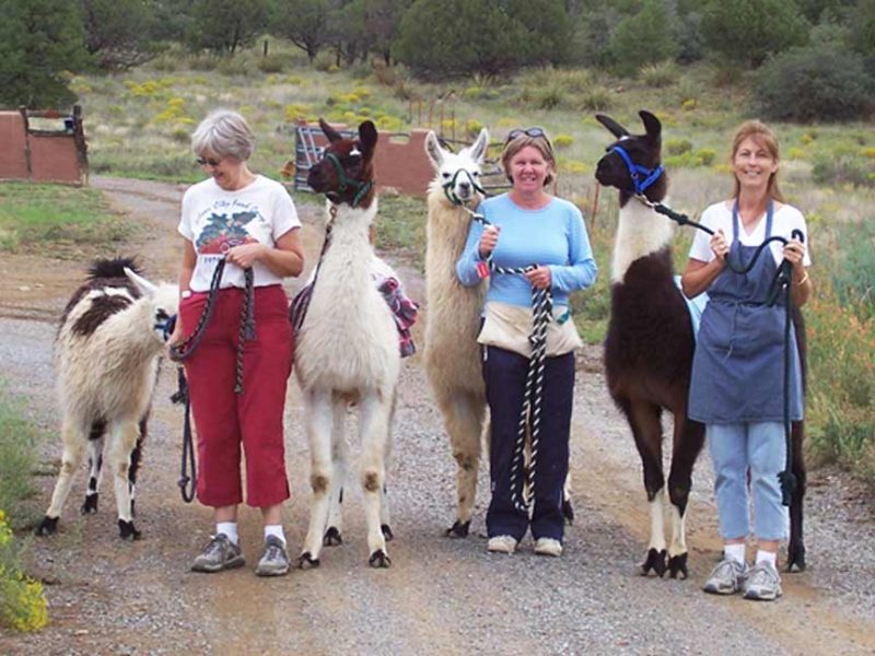 Llama Rescue Questions - RMLA - Rocky Mountain Llama and Alpaca Association