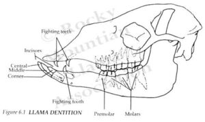 Llama & Alpaca Teeth - RMLA - Rocky Mountain Llama and Alpaca Association