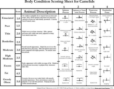 How much should an alpaca or llama weigh? - RMLA - Rocky Mountain Llama ...
