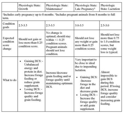 How much should an alpaca or llama weigh? - RMLA - Rocky Mountain Llama ...