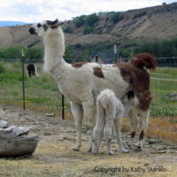 Basic Camelid Reproduction and Birthing - RMLA - Rocky Mountain Llama ...