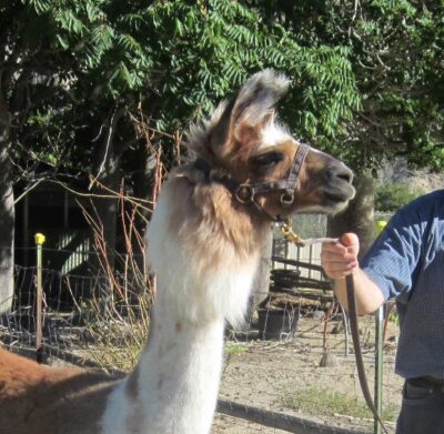 Alpaca and Llama Halter Fit - RMLA - Rocky Mountain Llama and Alpaca ...